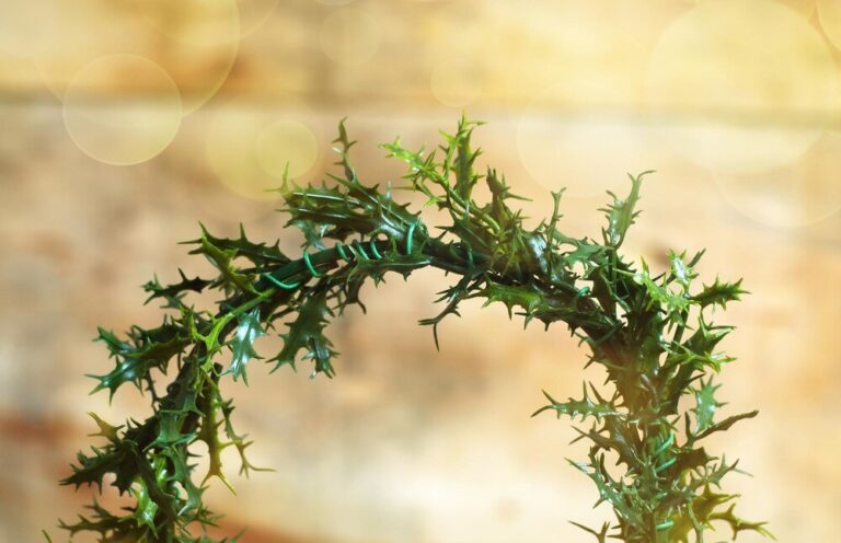 Zimozielone pnącza: wybierz idealne do ogrodu